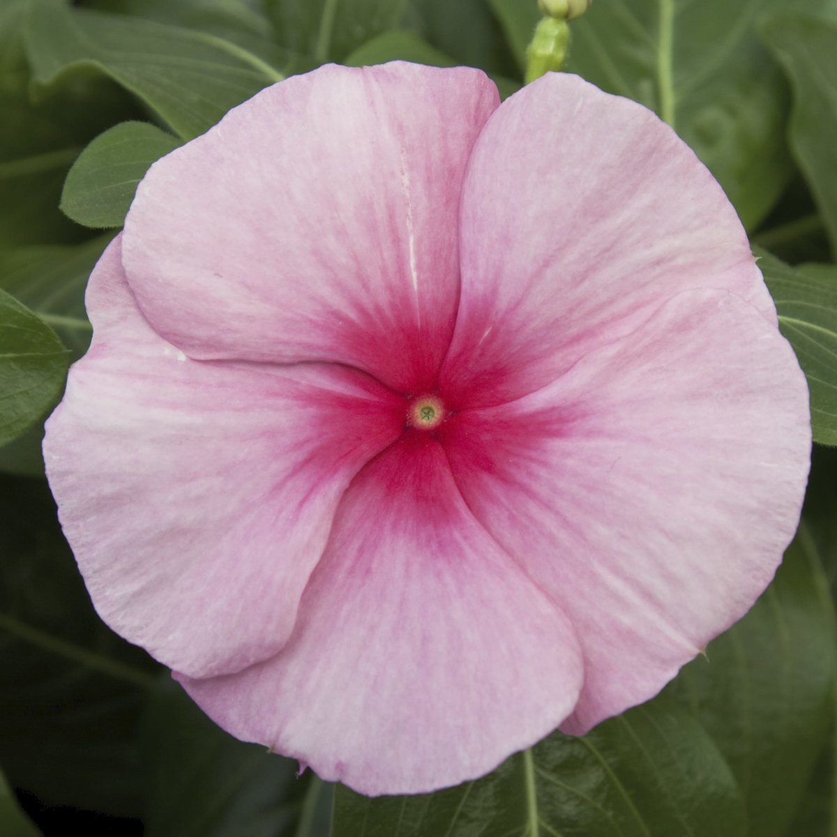 Catharanthus Roseus Cora Cascade XDR Strawberry Vinca | SiteOne