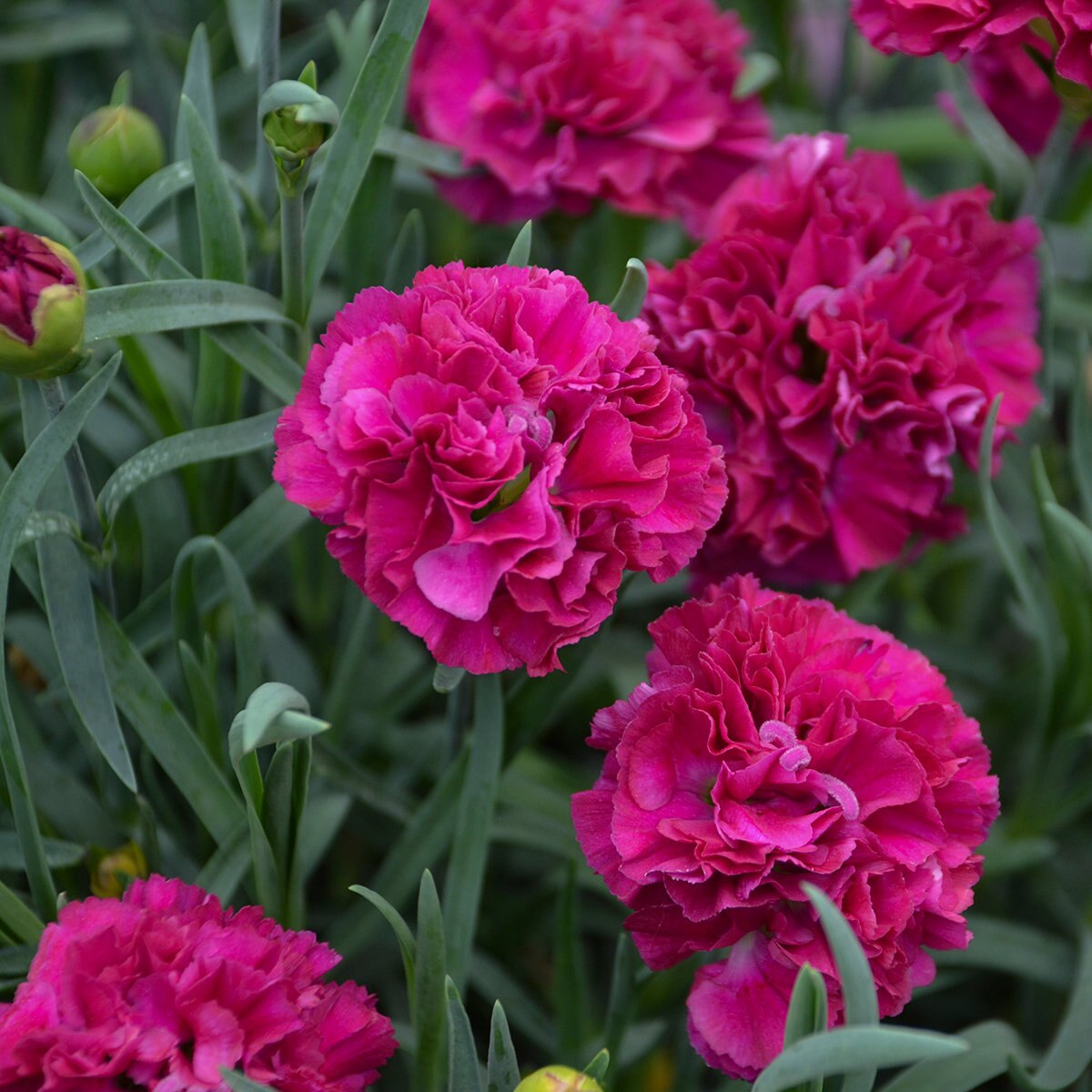 Dianthus X 'Fruit Punch Funky Fuchsia' Pinks | SiteOne