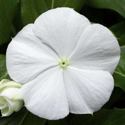 Catharanthus Roseus Cora Cascade XDR White Vinca | SiteOne