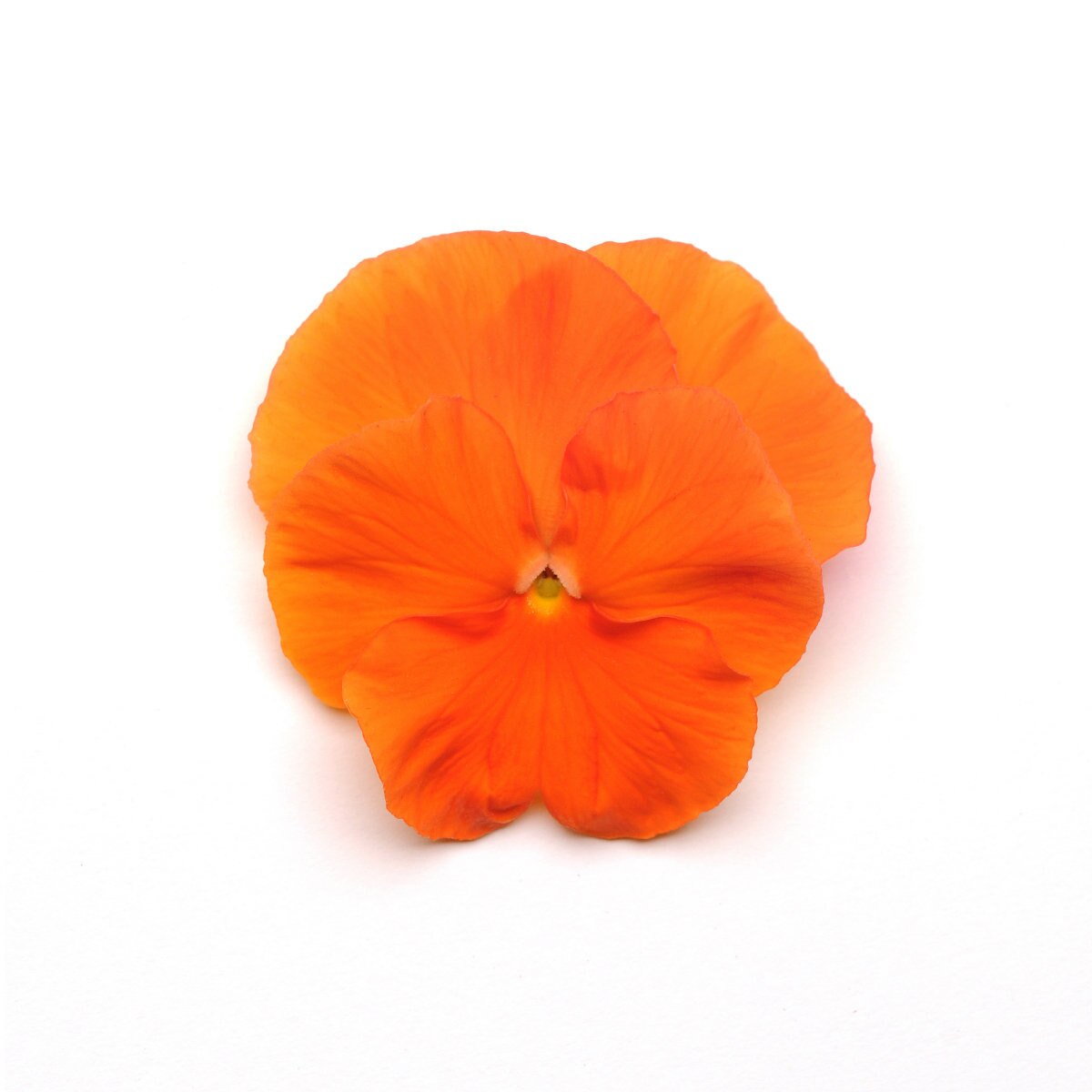 Viola X Wittrockiana Spring Matrix Deep Orange Pansy | SiteOne