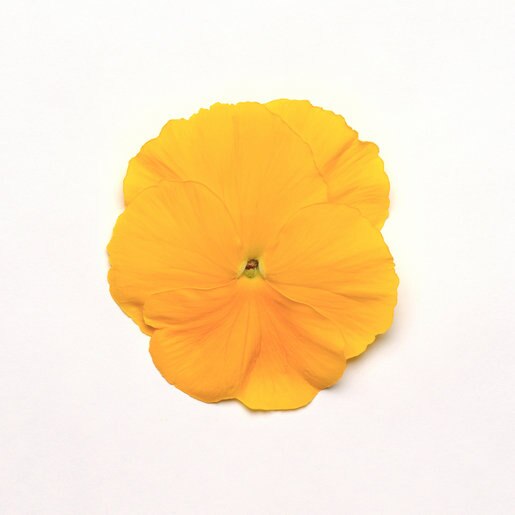 Viola X Wittrockiana Spring Matrix Yellow Pansy | SiteOne