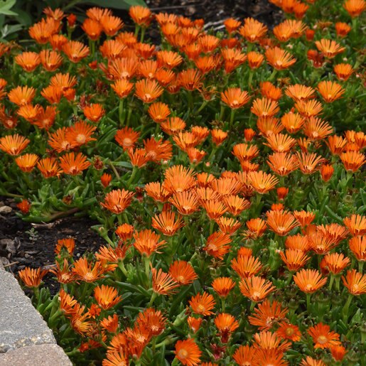 Delosperma X 'Ocean Sunset Orange Vibe' Ice Plant | SiteOne