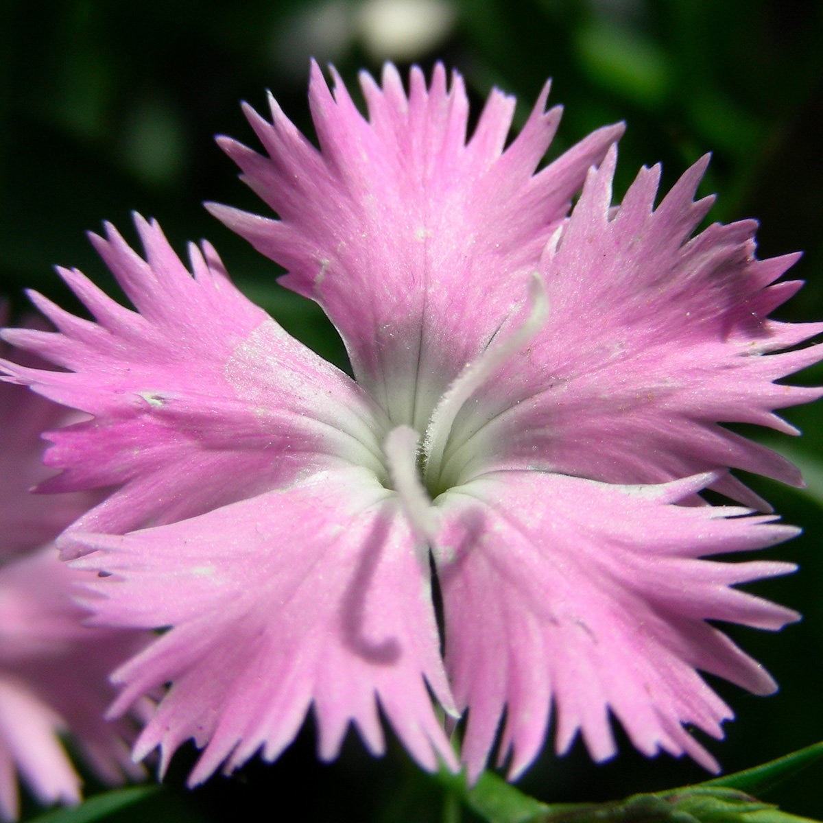 Dianthus X First Love Pinks | SiteOne