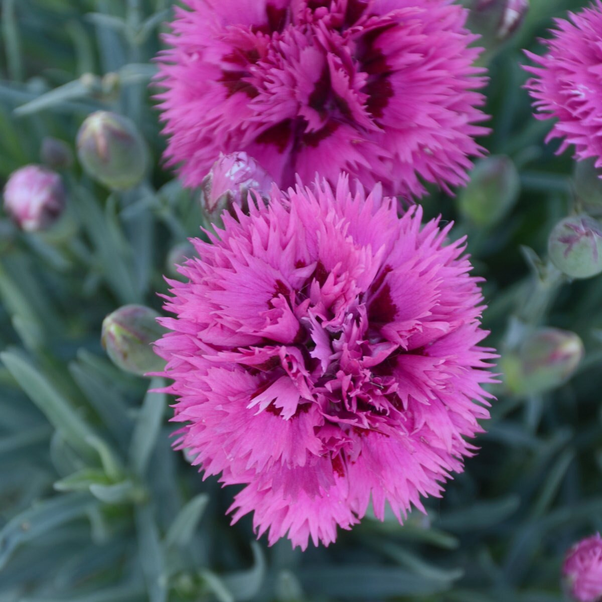Dianthus X Fruit Punch Spiked Punch Pinks | SiteOne