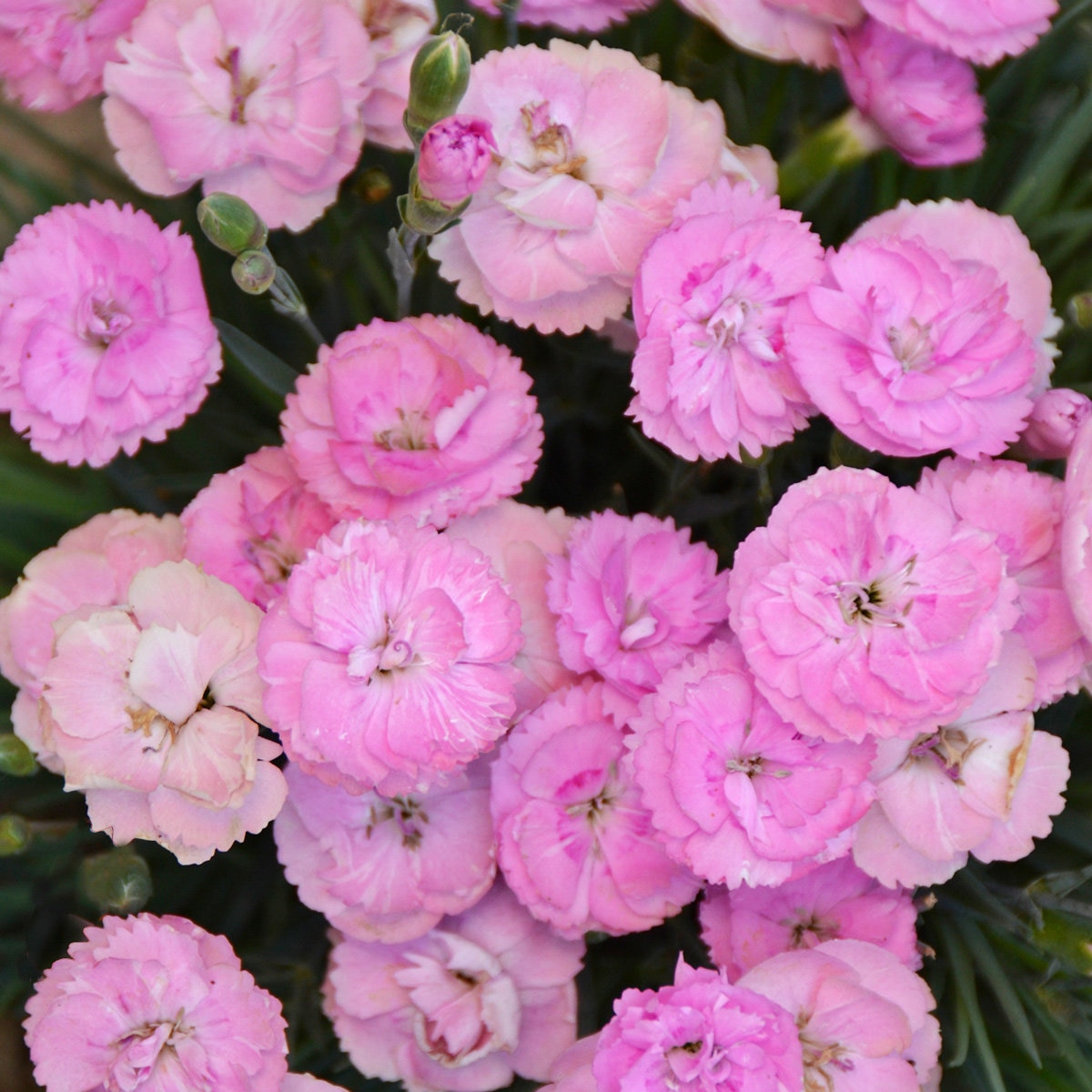 Dianthus X Fruit Punch Sweetie Pie Pinks | SiteOne