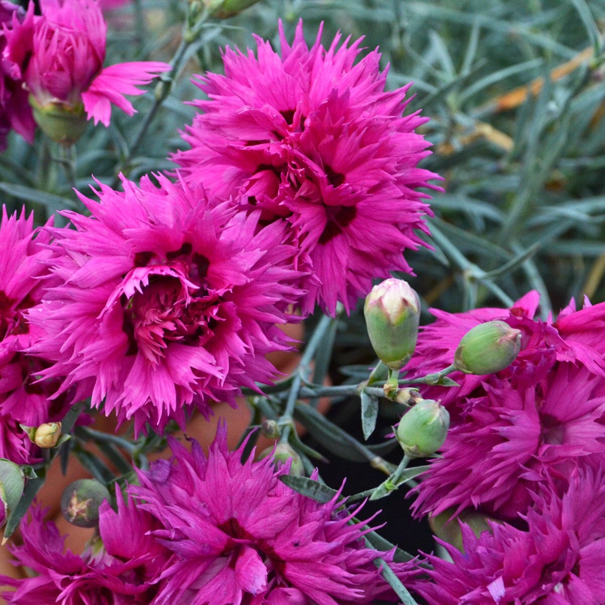 Dianthus X Fruit Punch Spiked Punch Pinks | SiteOne
