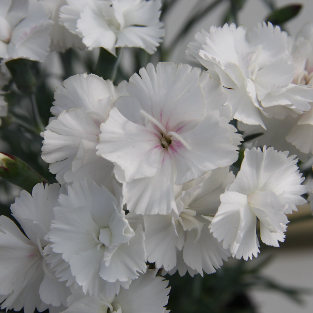Dianthus X Scent from Heaven Angel of Purity Pinks | SiteOne