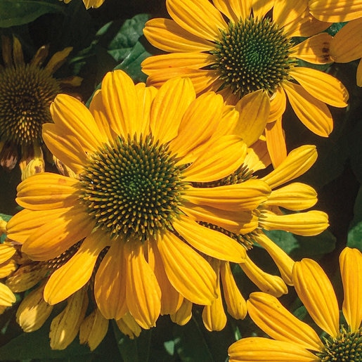 Echinacea Purpurea Mellow Yellow Coneflower | SiteOne