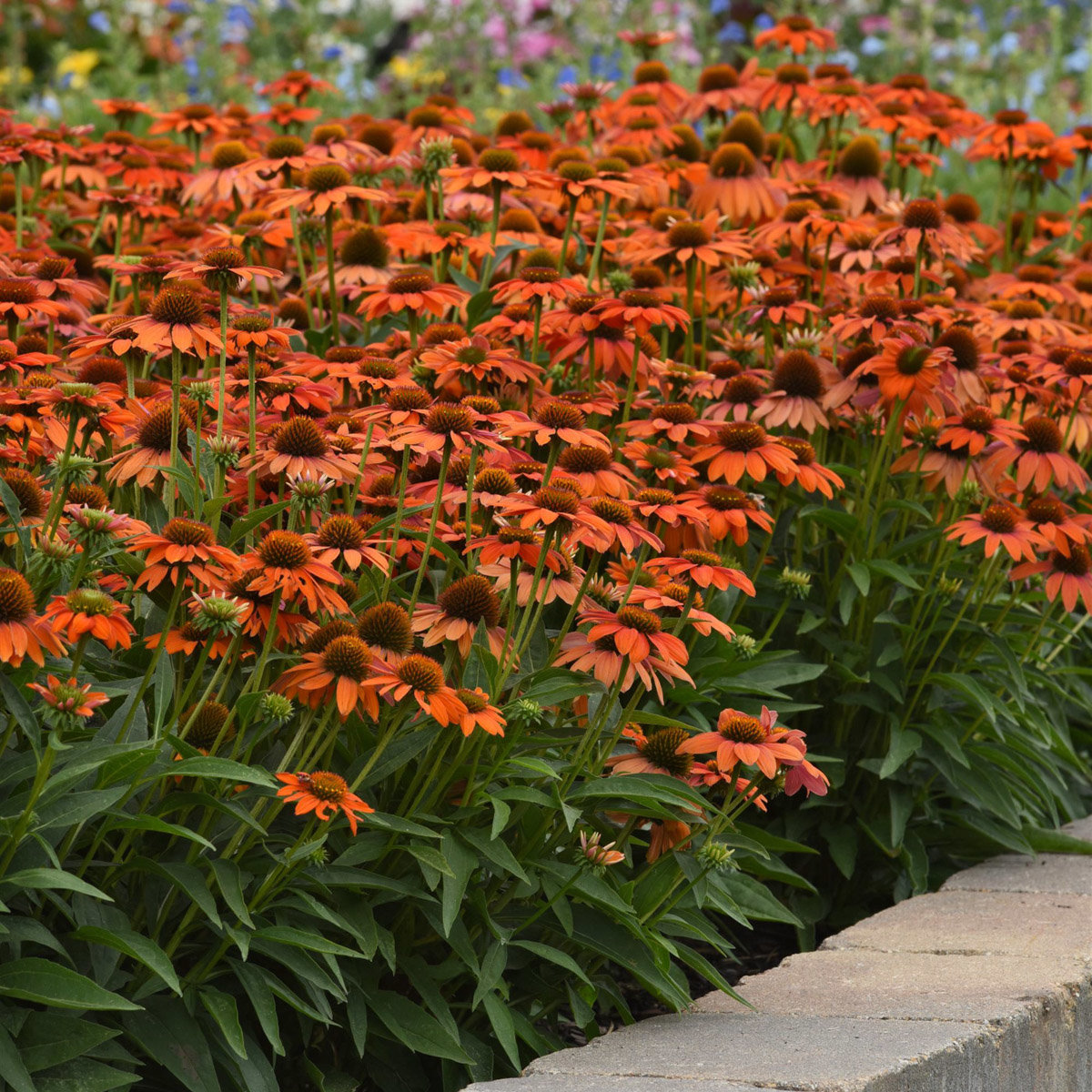 Echinacea X Hybrida Artisan Soft Orange Coneflower | SiteOne