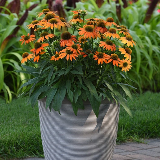 Echinacea X Hybrida Artisan Soft Orange Coneflower | SiteOne