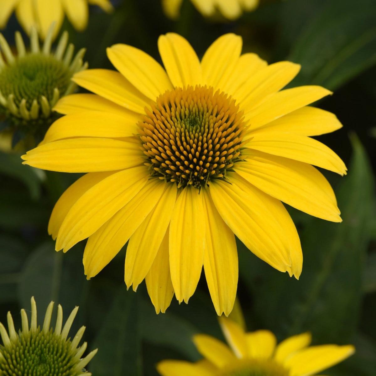 Echinacea X Sombrero Lemon Yellow Coneflower | SiteOne