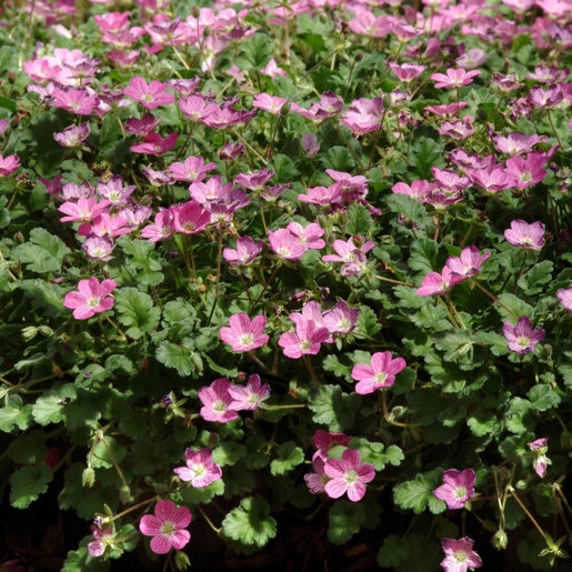 Erodium Reichardii Charm Alpine Geranium | SiteOne