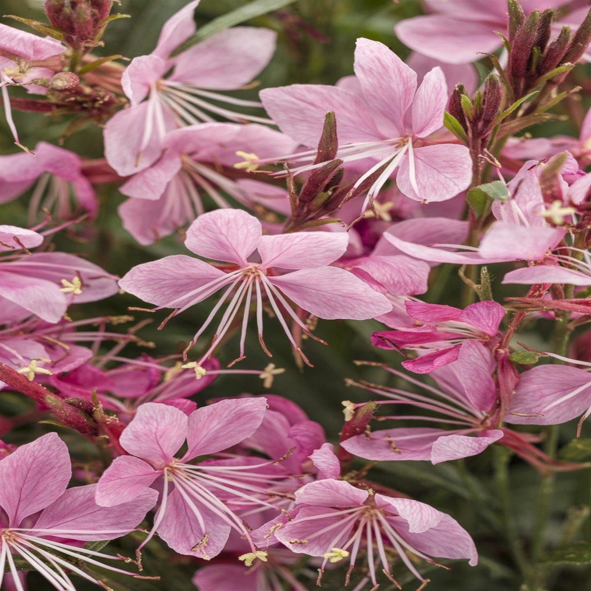 Gaura Lindheimeri Karalee Petite Pink Gaura | SiteOne