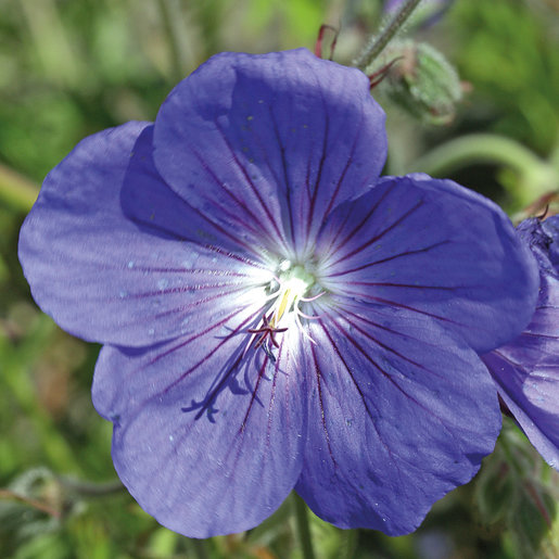 Geranium Orion Cranesbill | SiteOne
