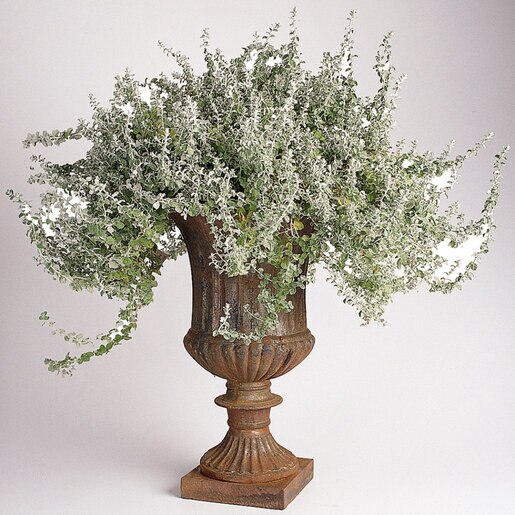 Helichrysum Silver Mist Licorice-Plant | SiteOne