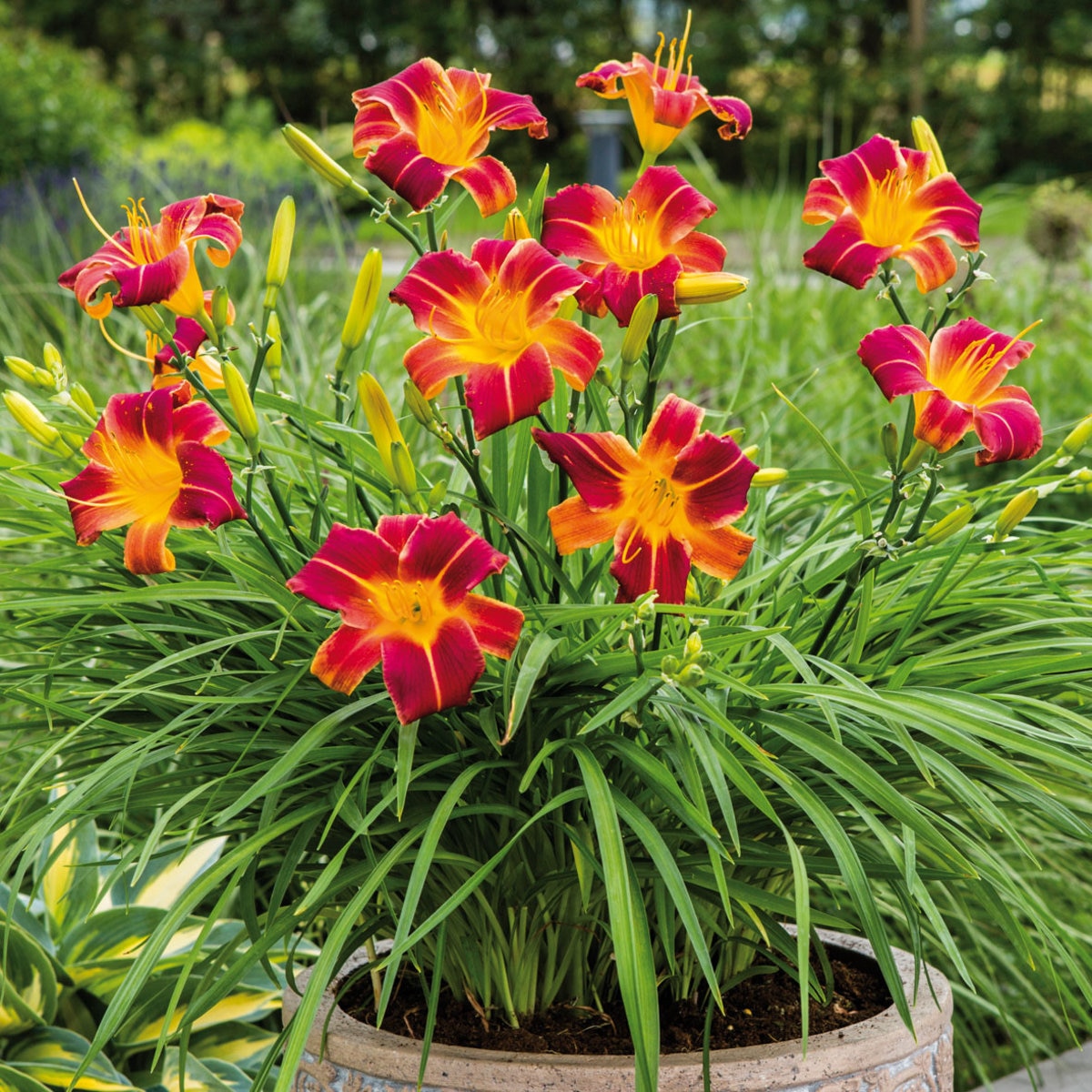 Hemerocallis X EveryDaylily Red Ribs Daylily | SiteOne