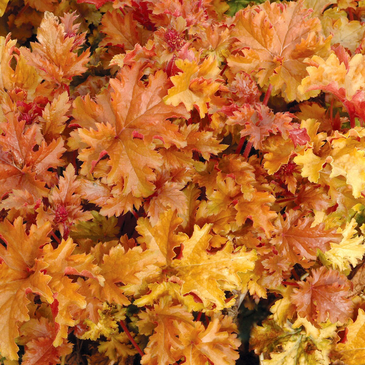 Heuchera X Amber Waves Coral Bells | SiteOne