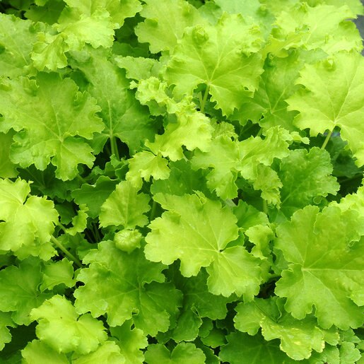 Heuchera X Lime Rickey Coral Bells | SiteOne