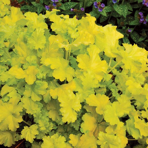 Heuchera X Lime Rickey Coral Bells | SiteOne