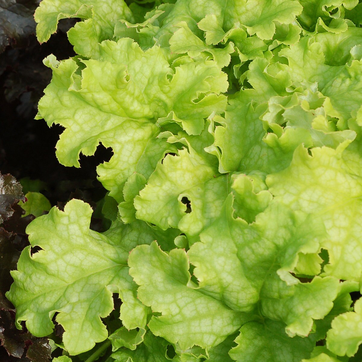 Heuchera X Lime Ruffles Coral Bells | SiteOne