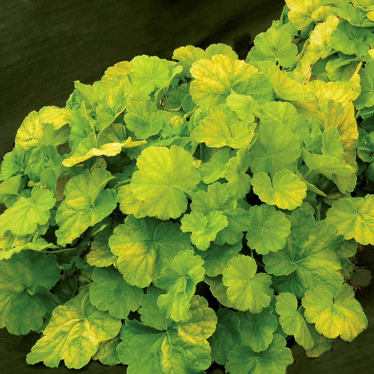 Heuchera X Northern Exposure Lime Coral Bells | SiteOne