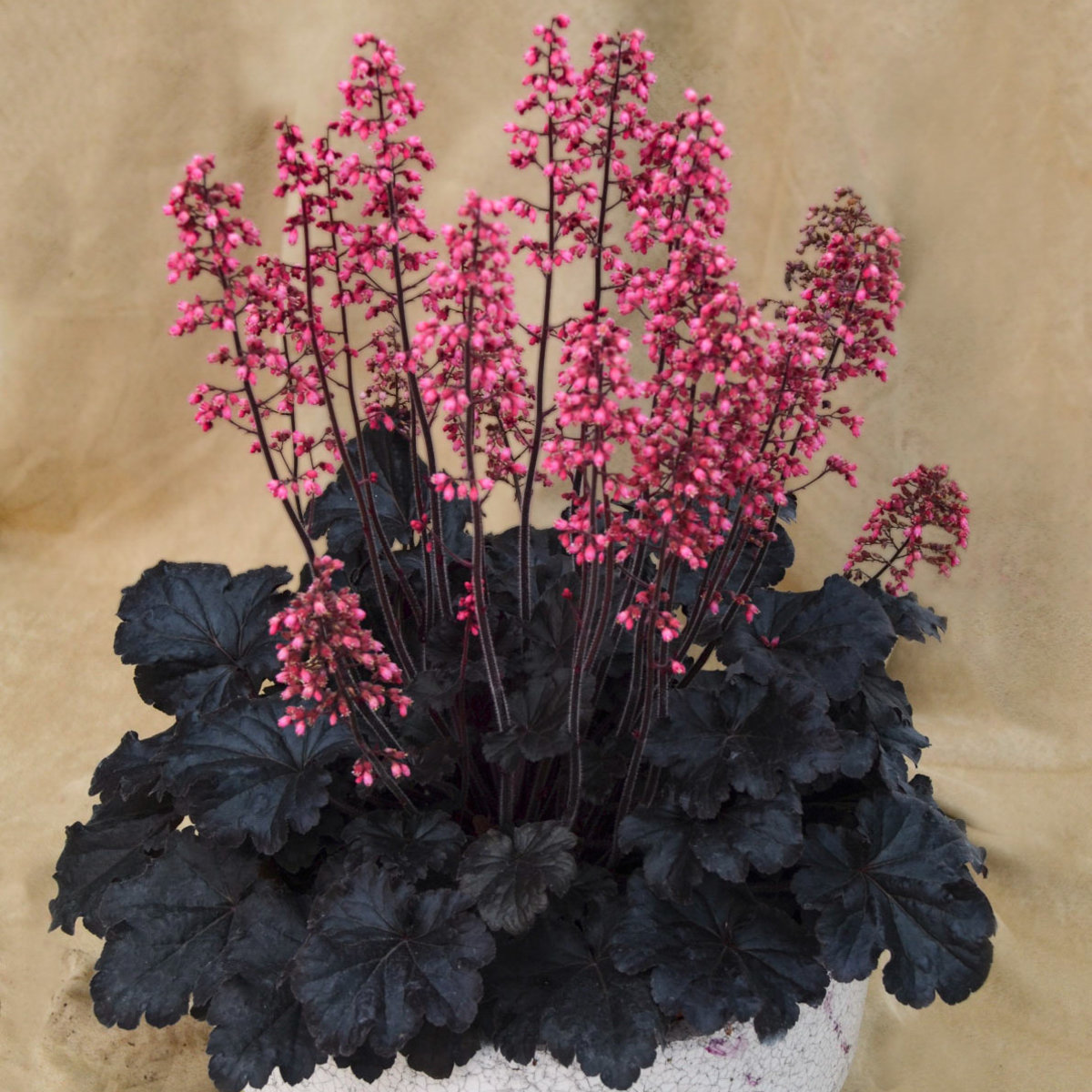 Heuchera X Timeless Night Coral Bells | SiteOne