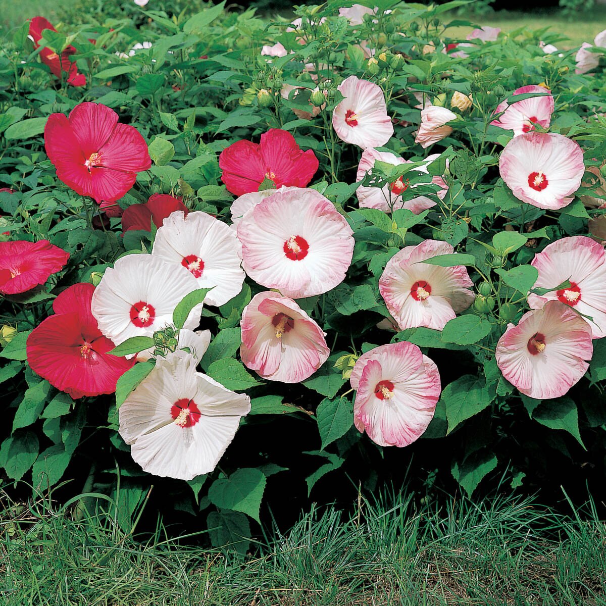 Hibiscus Moscheutos Disco Belle Mix Hardy Hibiscus | SiteOne