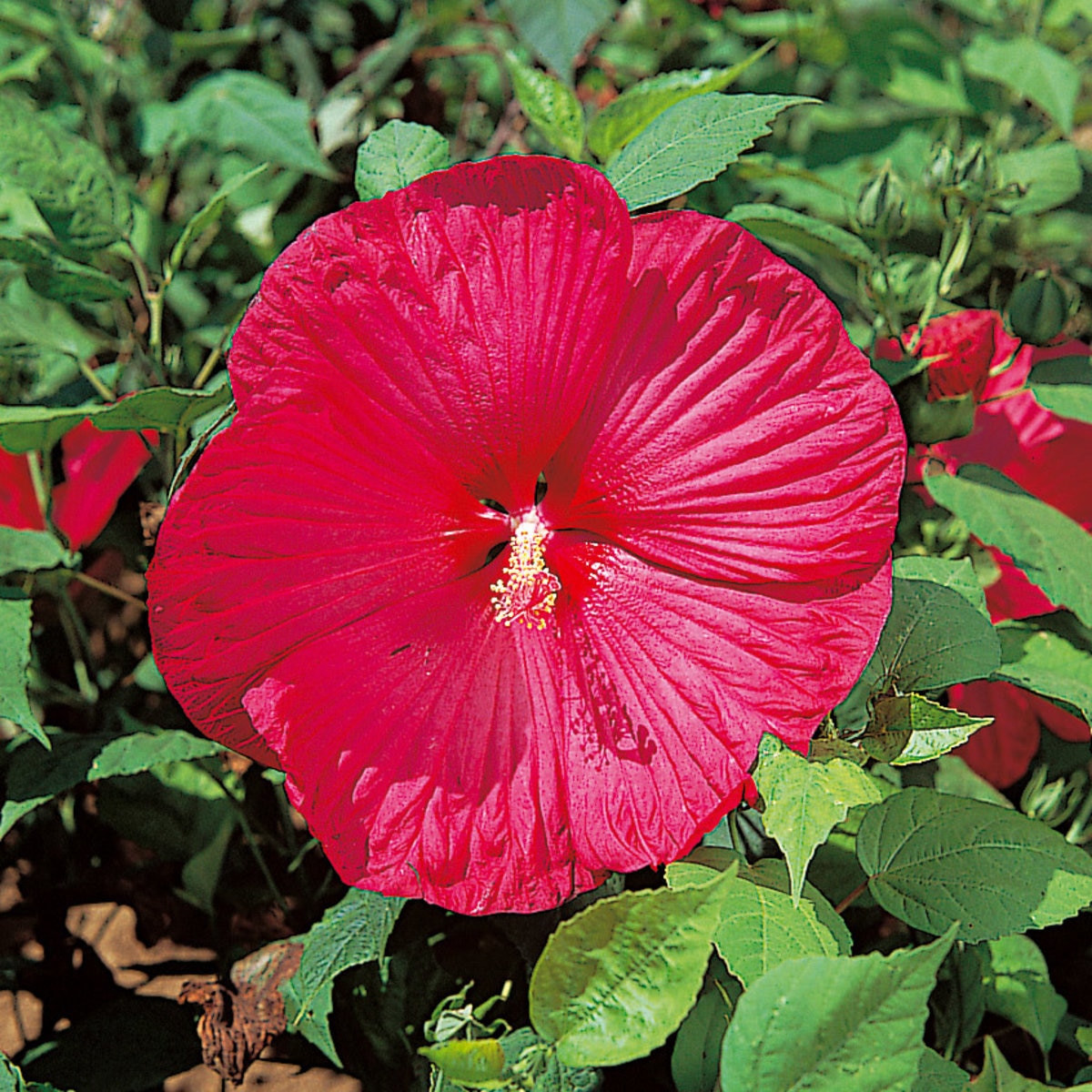 Hibiscus Moscheutos Disco Belle Red Rose Mallow | SiteOne