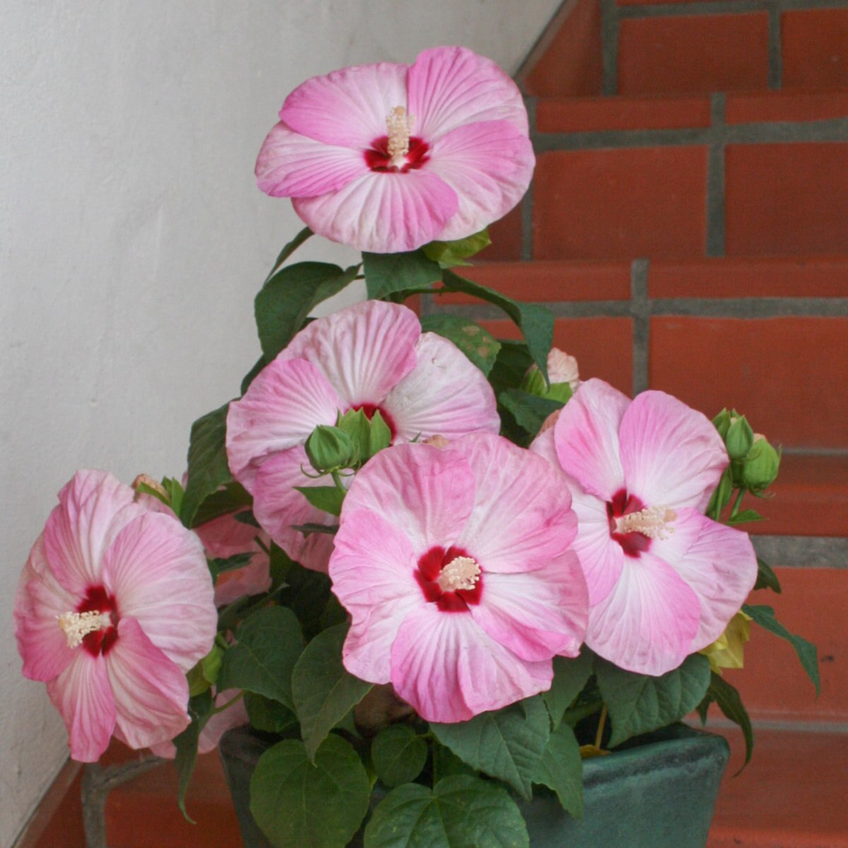 Hibiscus Moscheutos Honeymoon Light Rose Rose Mallow | SiteOne