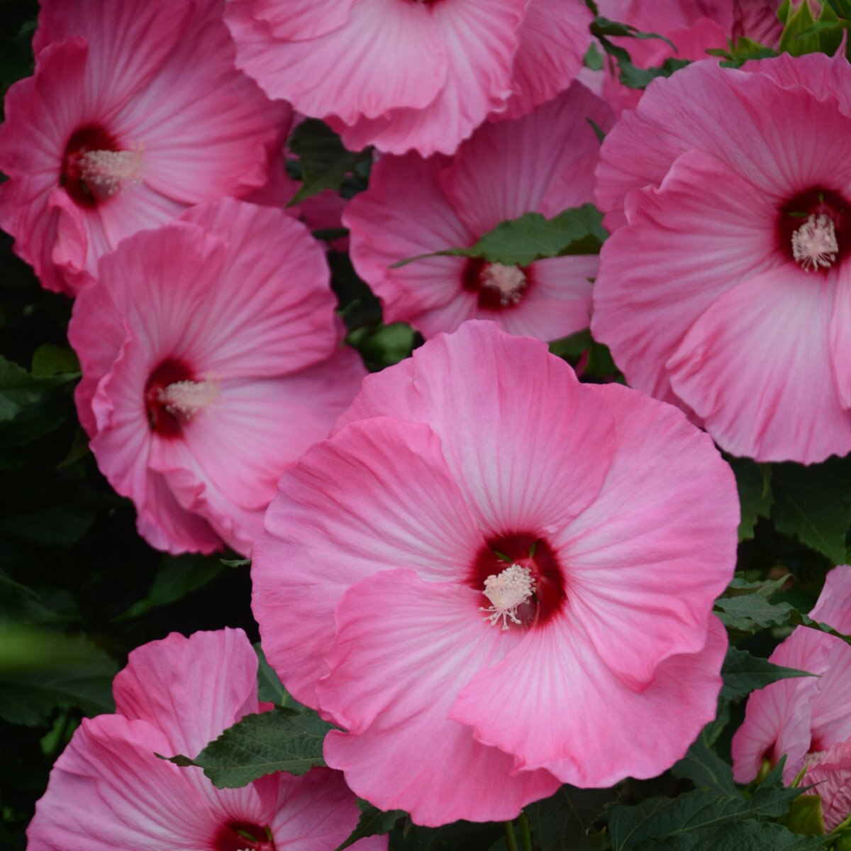 Hibiscus X Airbrush Effect Rose Mallow | SiteOne