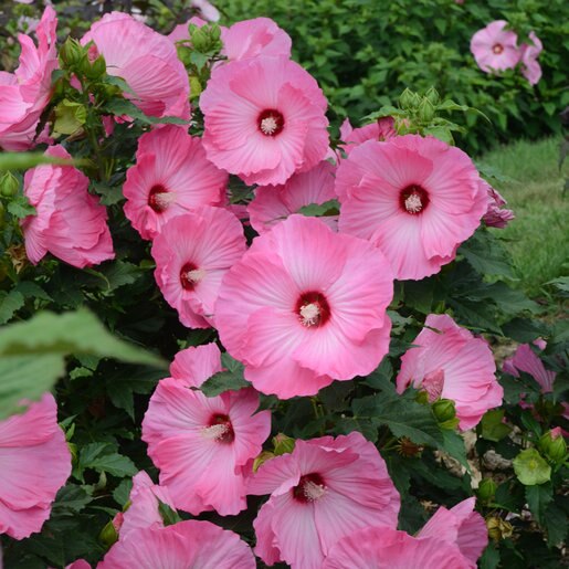 Hibiscus X Airbrush Effect Rose Mallow | SiteOne