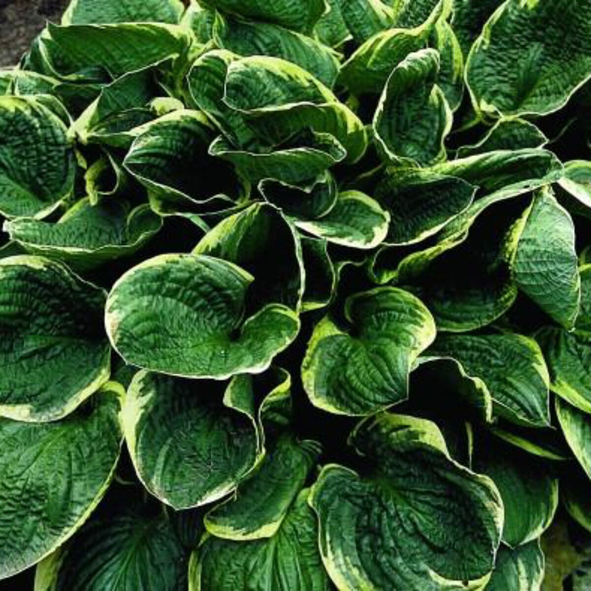 Hosta Christmas Tree Plantain Lily | SiteOne