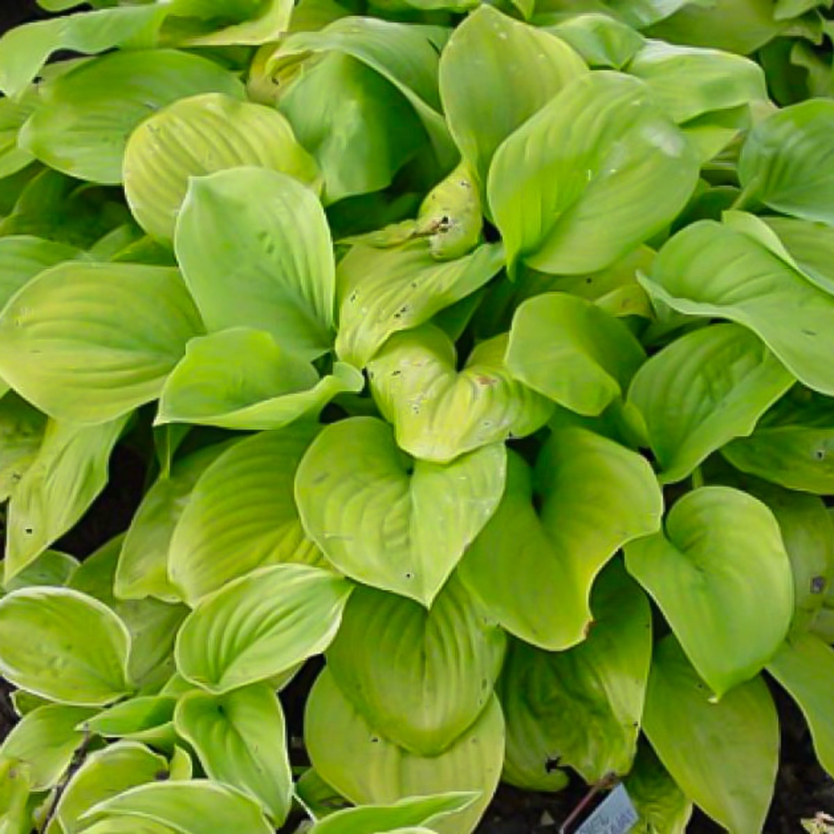Hosta Fried Bananas Plantain Lily | SiteOne