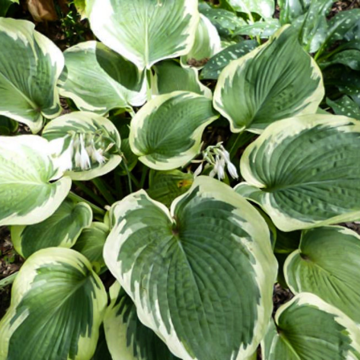 Hosta X American Halo Plantain Lily | SiteOne