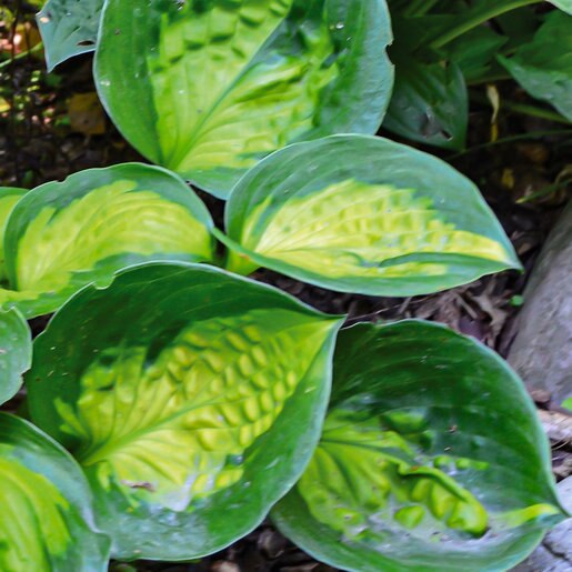 Hosta X Sunset Grooves Plantain Lily | SiteOne