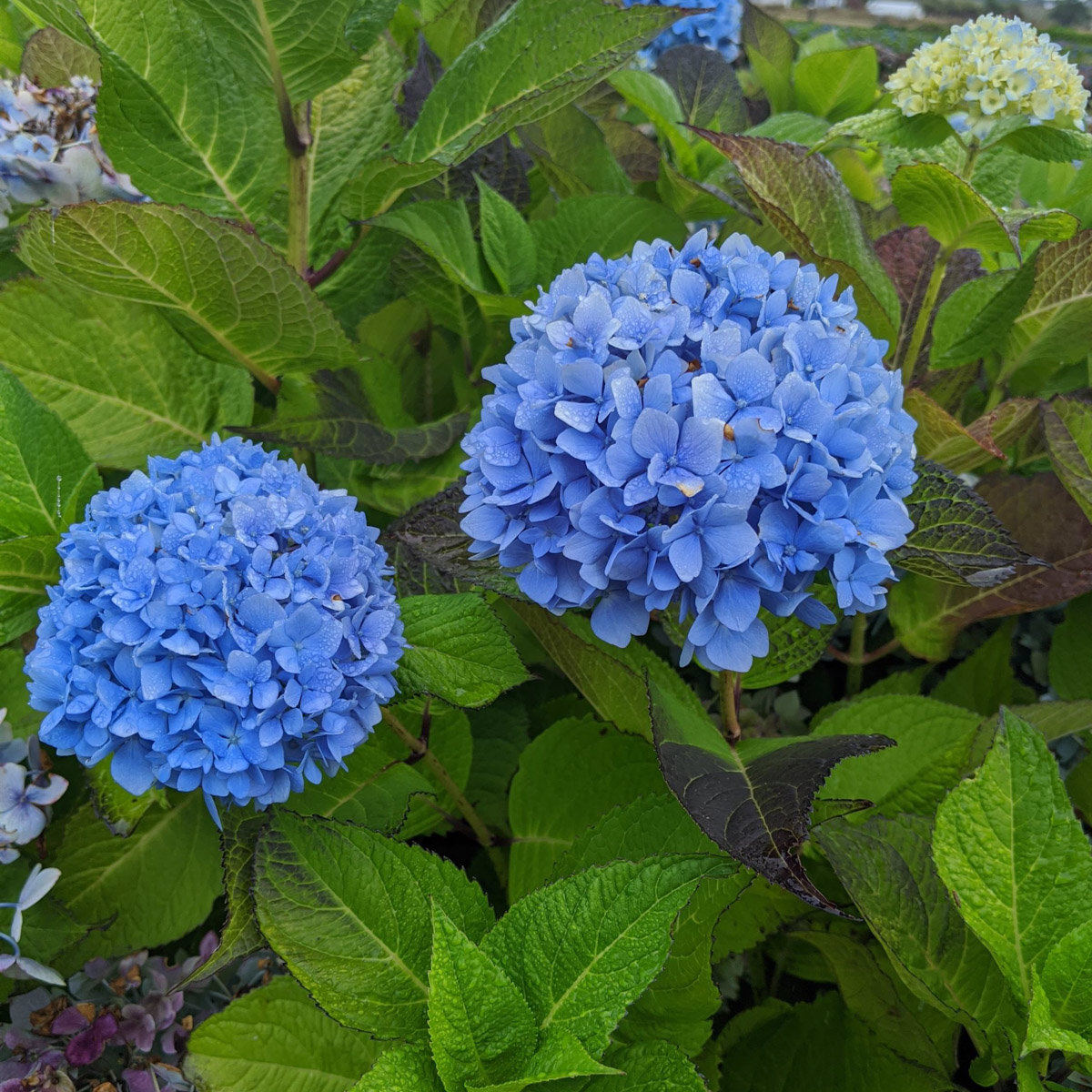 Hydrangea Macrophylla David Ramsey Big Leaf Hydrangea | SiteOne