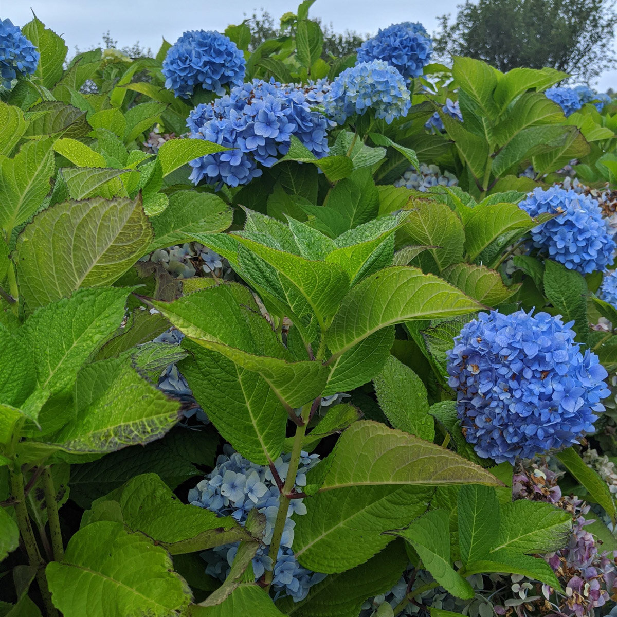 Hydrangea Macrophylla David Ramsey Big Leaf Hydrangea | SiteOne