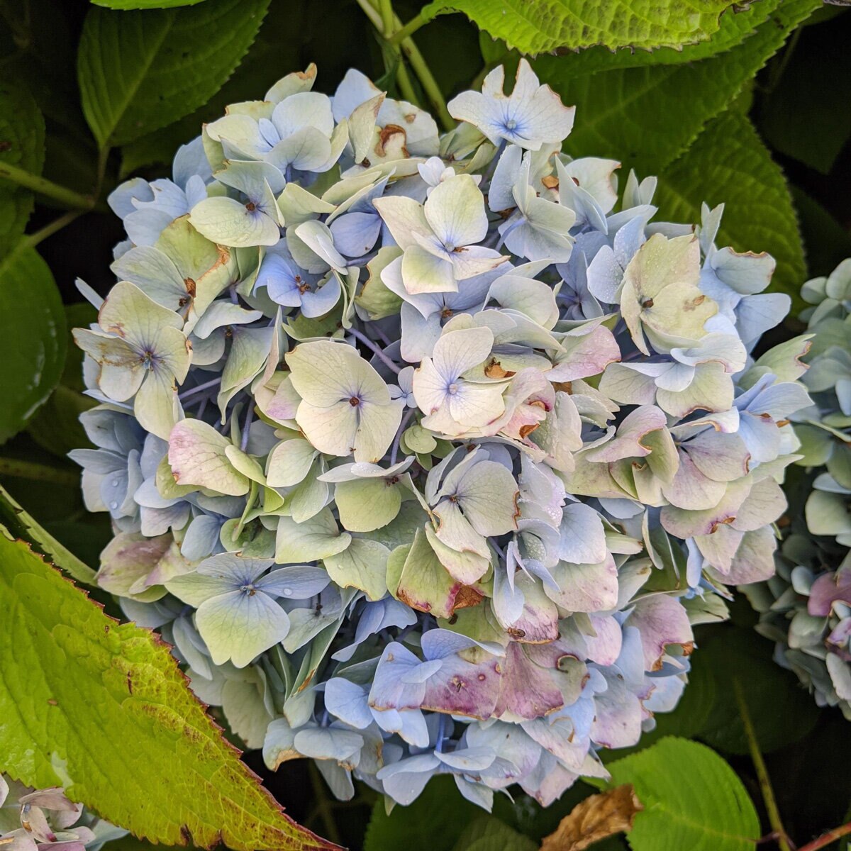 Hydrangea Macrophylla David Ramsey Big Leaf Hydrangea | SiteOne