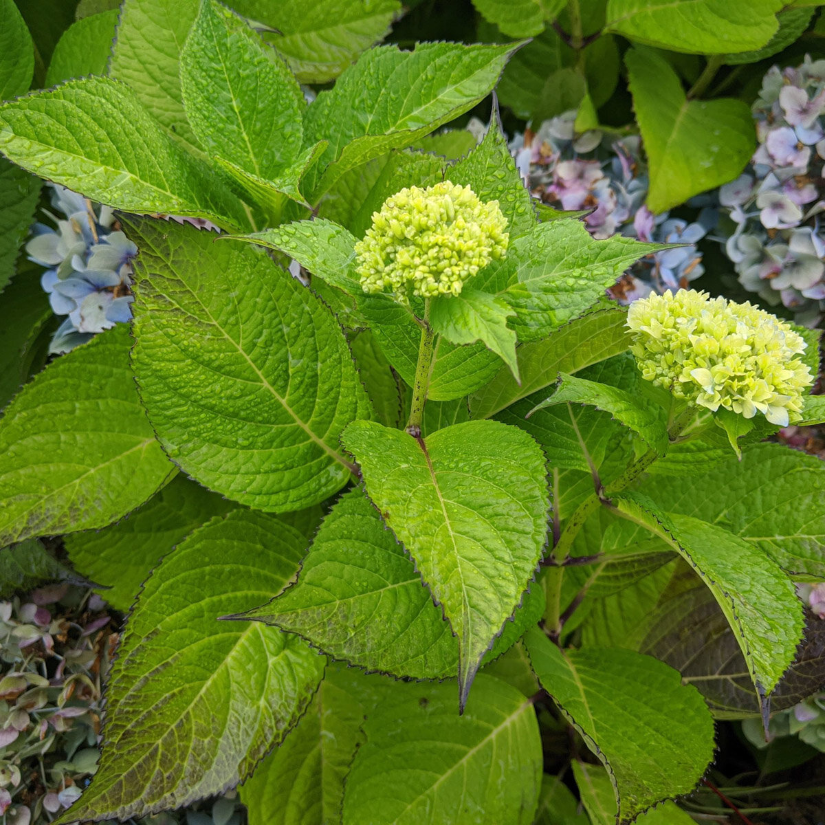 Hydrangea Macrophylla David Ramsey Big Leaf Hydrangea | SiteOne