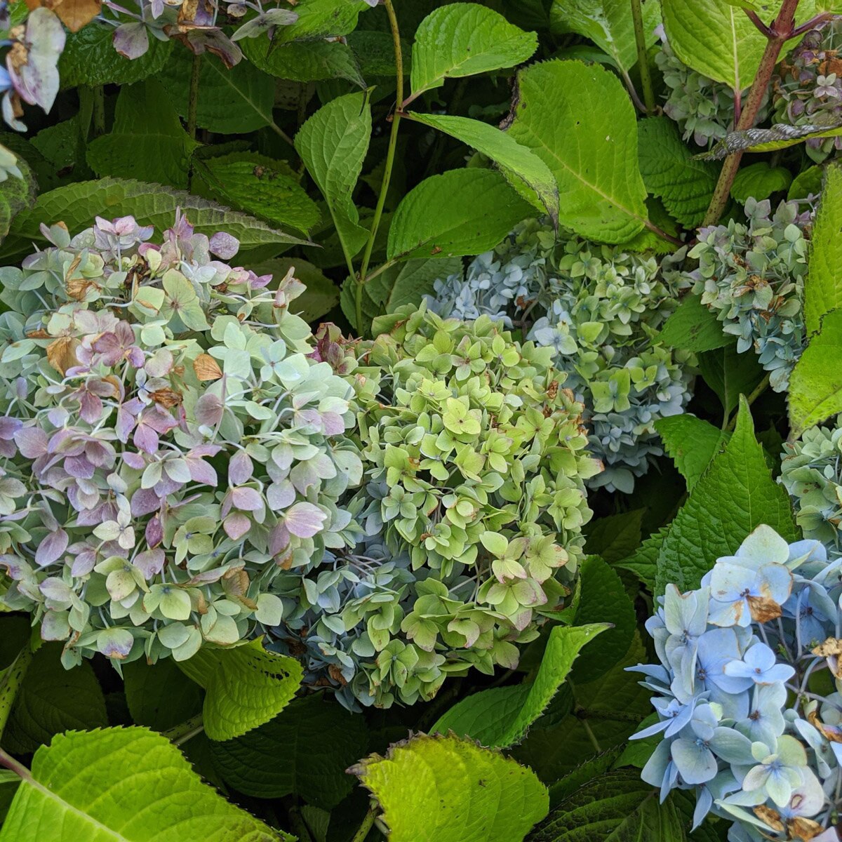 Hydrangea Macrophylla David Ramsey Big Leaf Hydrangea | SiteOne