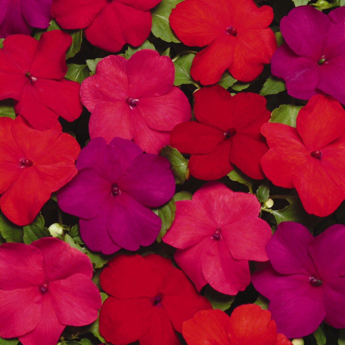 Impatiens Walleriana Super Elfin Hot Mix Impatiens | SiteOne