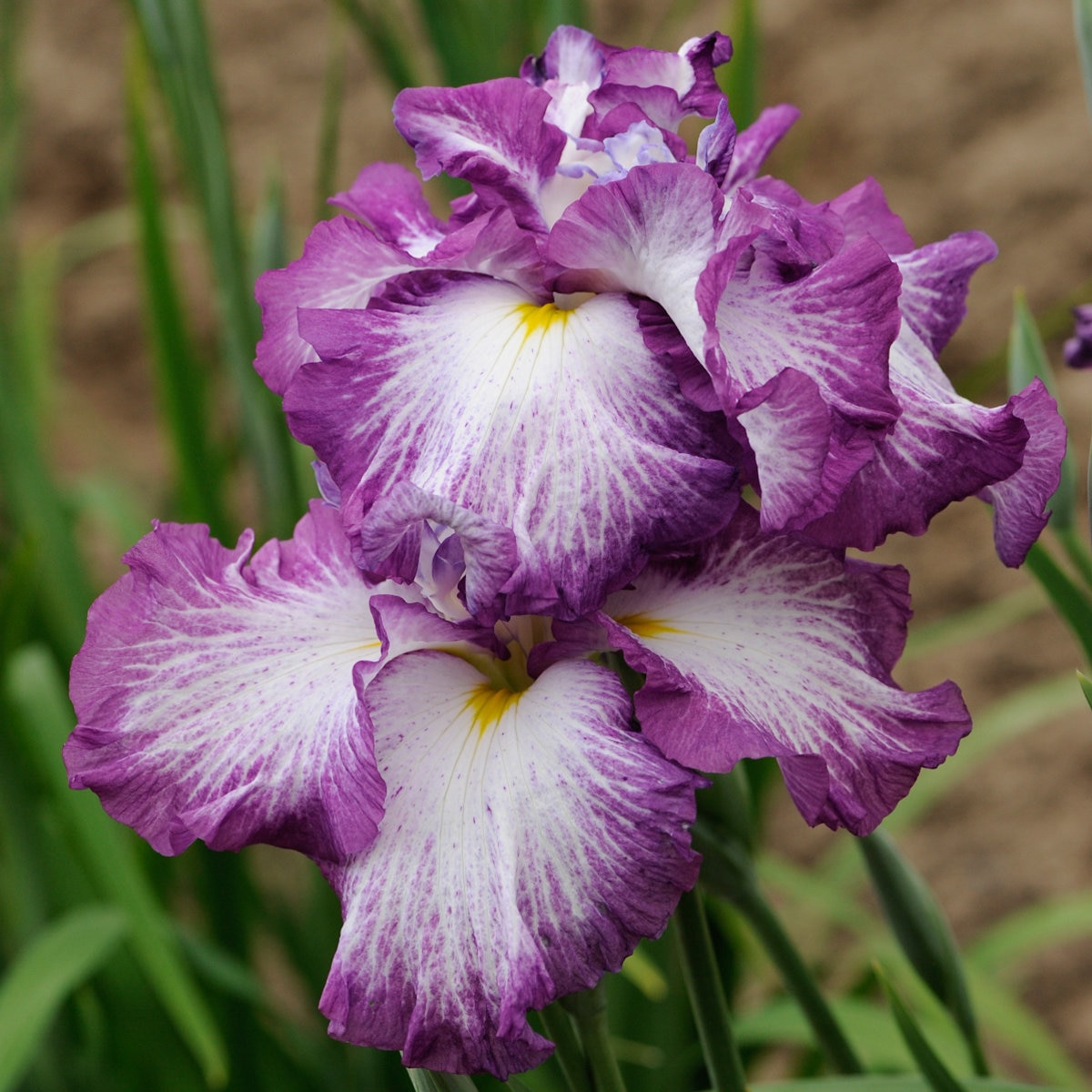 Iris Ensata Lion King Iris | SiteOne