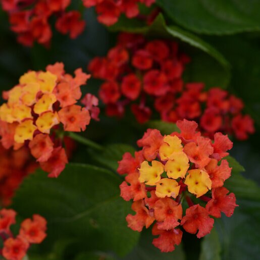 Lantana Camara Bloomify Red Lantana | SiteOne