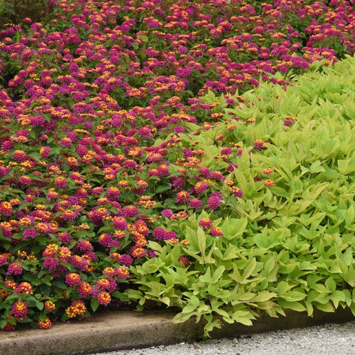 Lantana Camara Lucky Sunrise Rose Lantana | SiteOne