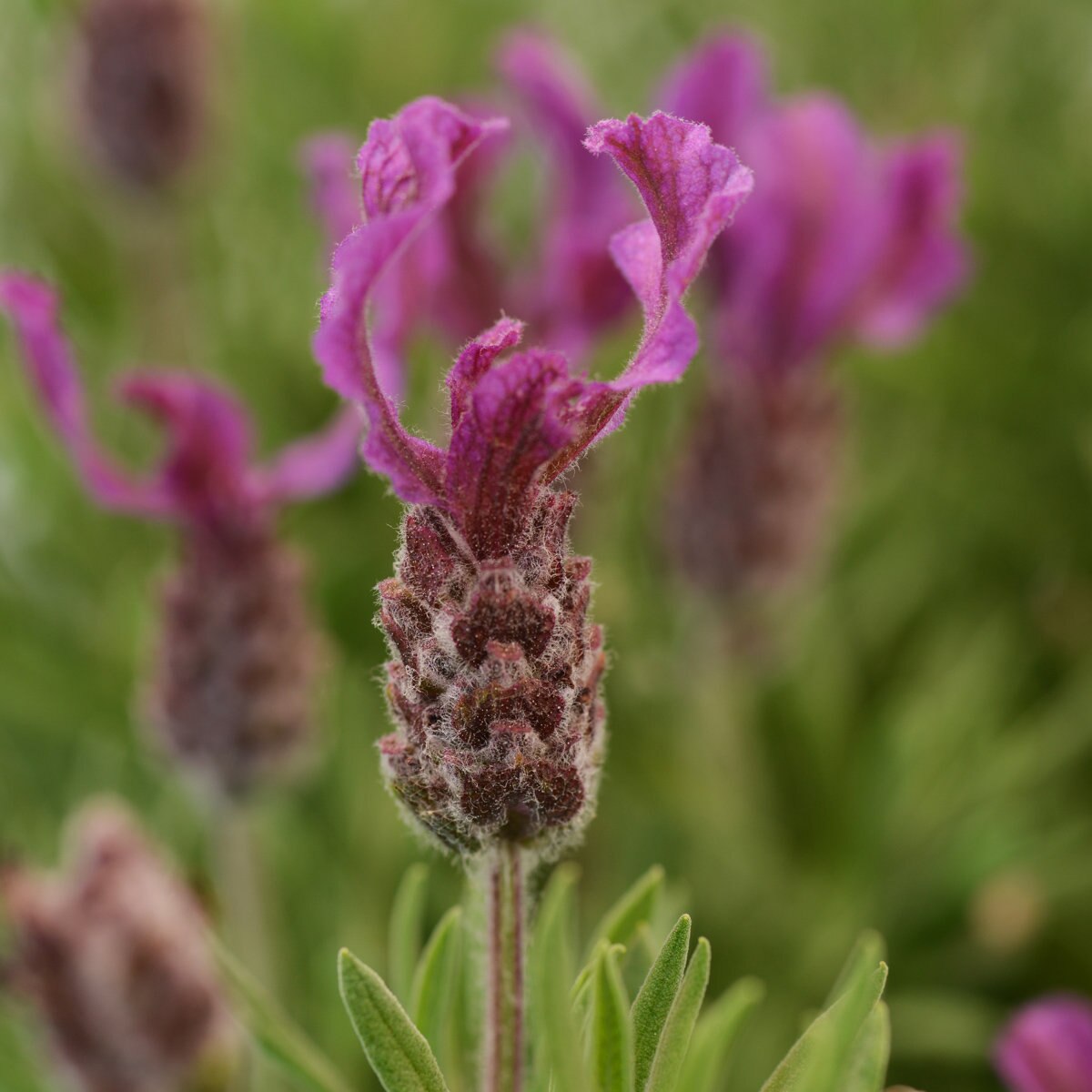 Lavandula Stoechas Anouk Deep Rose Lavender | SiteOne