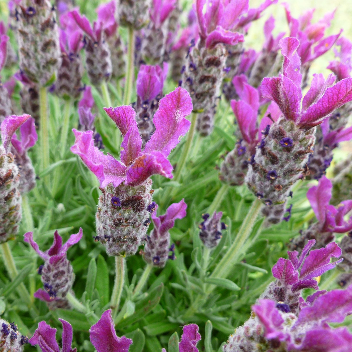 Lavandula Stoechas Anouk Deep Rose Lavender | SiteOne