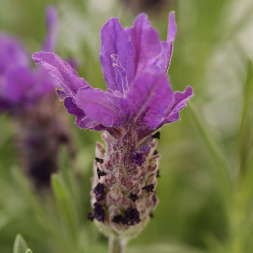 Lavandula Stoechas Double Anouk Lavender | SiteOne