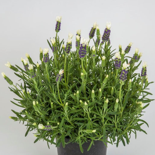 Lavandula Stoechas Javelin Forte White Spanish Lavender | SiteOne