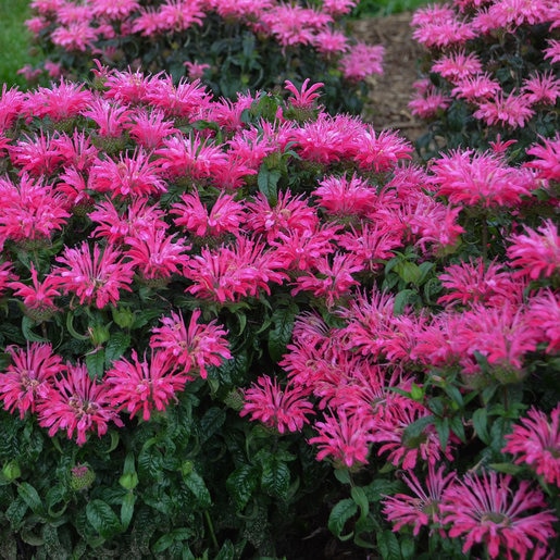 Monarda Electric Neon Pink Bee Balm | SiteOne