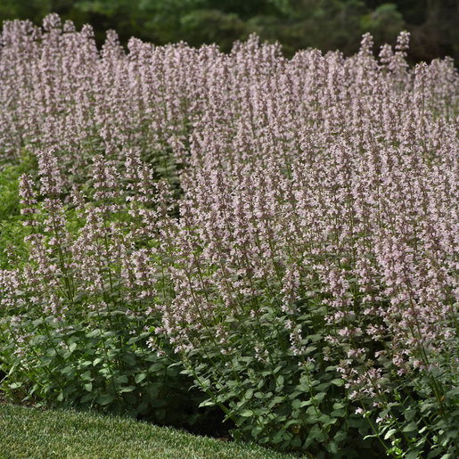 Nepeta Faassenii Whispurr Pink Catmint | SiteOne